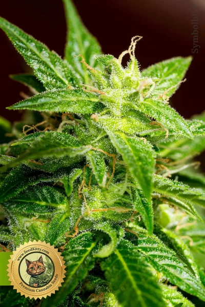 Top 5 Autoflowering Cannabissamen - SeedKitty